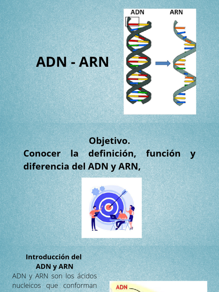 Clase 10 Adn - Arn | PDF | Rna | Adn