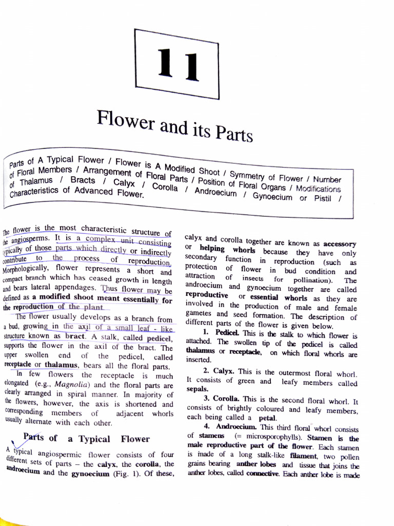 Scan 09-Sep-2020 | PDF | Flowers | Petal