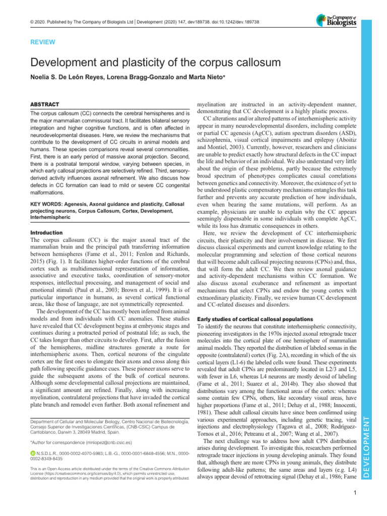 Development and Plasticity of The Corpus Callosum | PDF | Visual Cortex | Cerebral Cortex