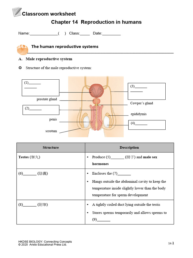 ClassWS Ch14 e | PDF | Menstrual Cycle | Human Reproduction