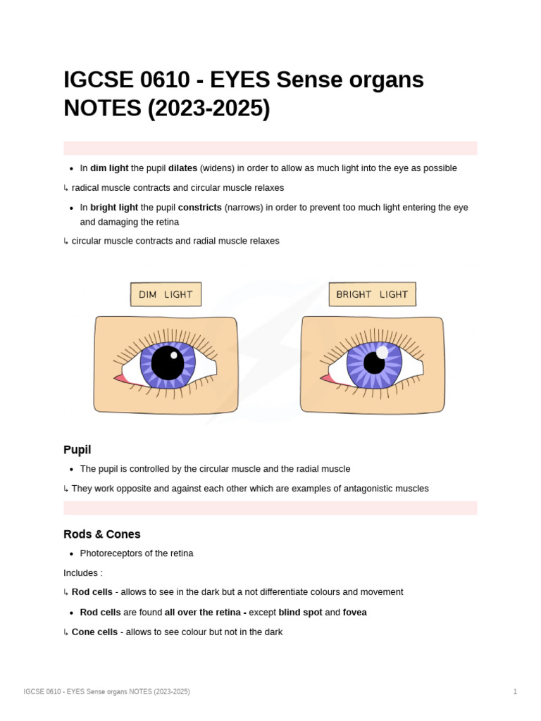 IGCSE 0610 - EYES Sense Organs NOTES (2023-2025) | PDF | Eye | Retina