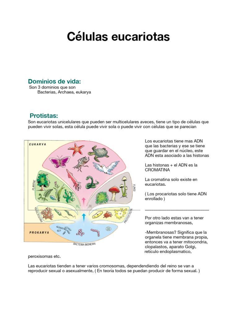 Celulas Eucariotas | PDF | Eucariotas | Biología Celular)