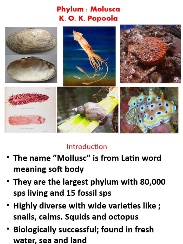 Overview of Phylum Mollusca | PDF | Mollusca | Molluscs
