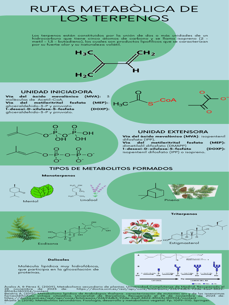 Ruta Metabolica de Los Terpenos | PDF | Biología Celular | Compuestos ...