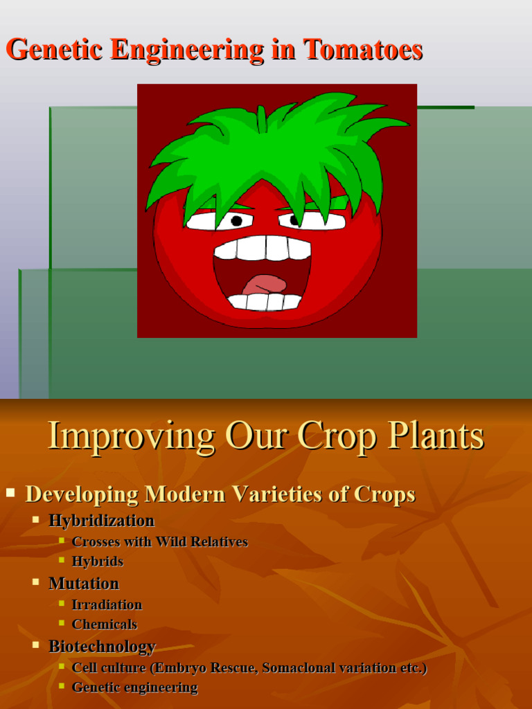 Genetic Engineering in Tomato | Download Free PDF | Genetic Engineering ... Genetic Engineering in Tomato | Download Free PDF | Genetic Engineering ...