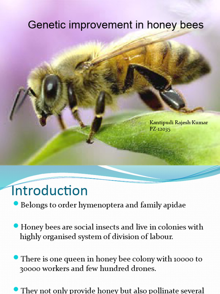 Genetic Improvement in Honey Bees | PDF | Western Honey Bee | Honey Bee