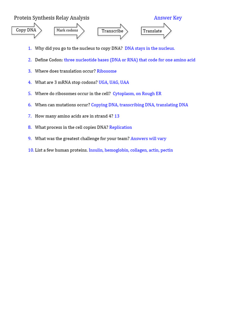 Protein Synthesis Relay Analysis Answer Key | PDF