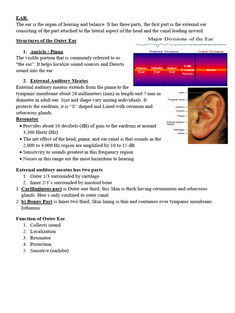Ear | PDF | Ear | Nervous System