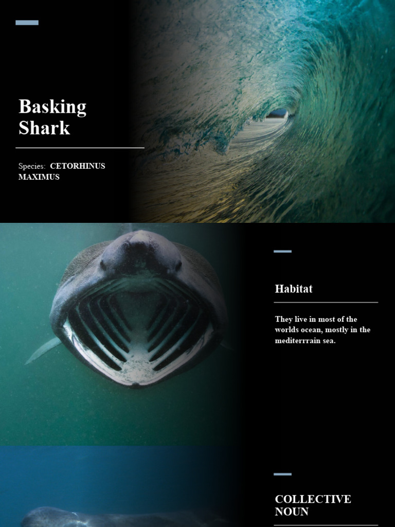 Basking Shark | PDF | Sharks | Fish