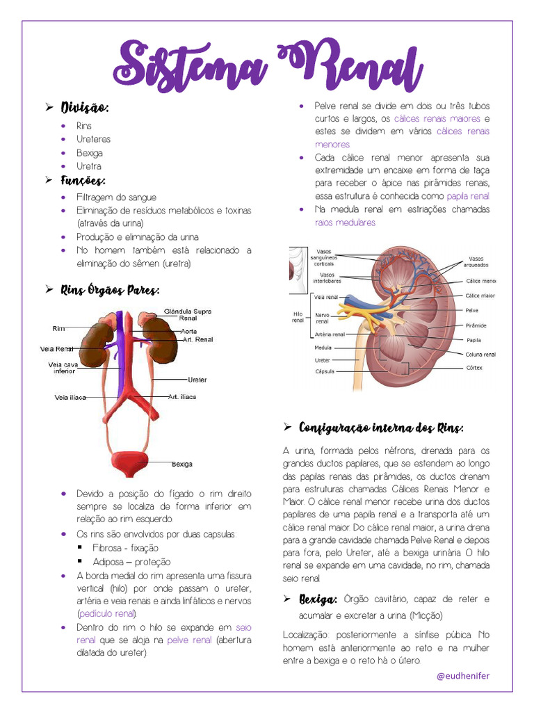 Sistema Urinario Resumo Dhenifer | PDF | Rim | Zoologia