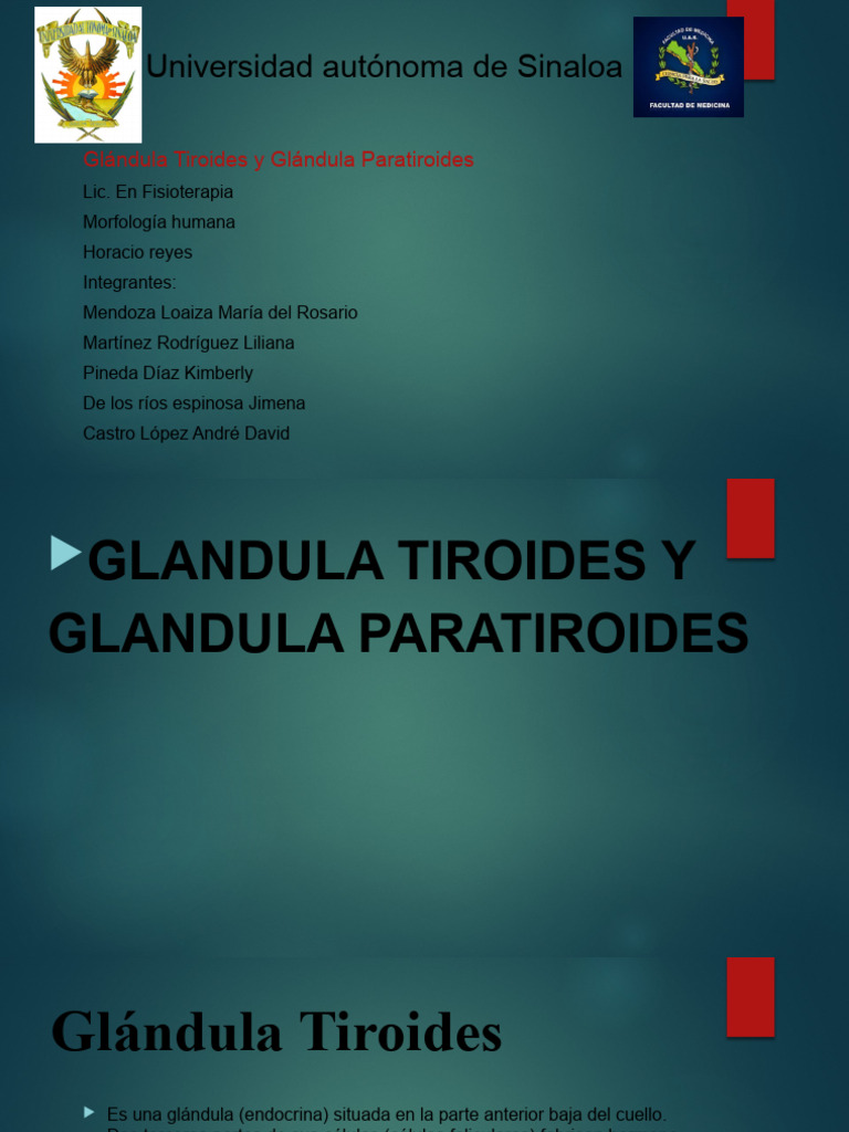 Expo Morfo | PDF | Tiroides | Glándula paratiroidea
