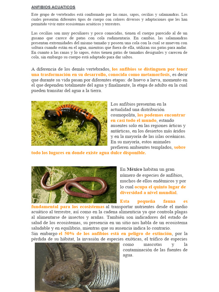 Anfibios: Diversidad y Adaptación | PDF | Anfibio | Rana