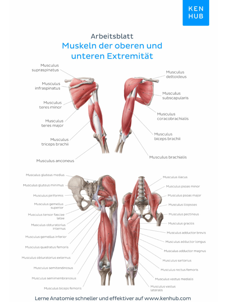 Arbeitsblatt Muskeln Des Menschen Uebersicht Beschriftet | PDF