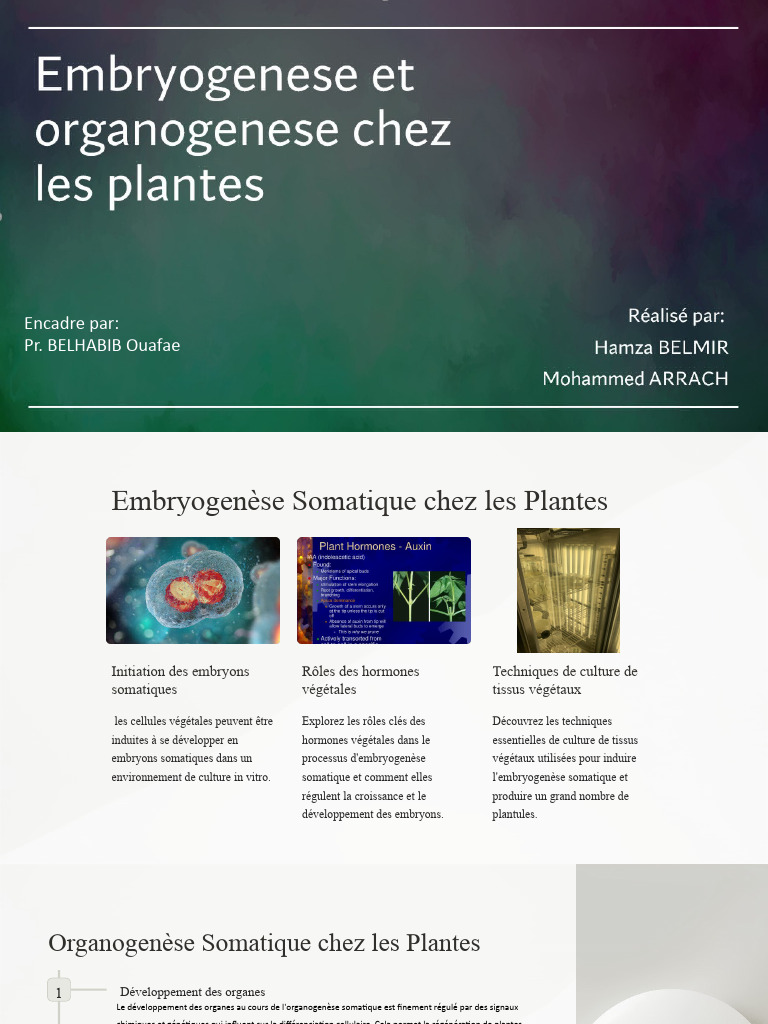 Embryogenese Et Organogenese Somatique Chez Les Plantes | PDF | Plantes ...