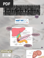 Triaditis felina: diagnóstico y tratamiento | PDF | Inflamación | Páncreas