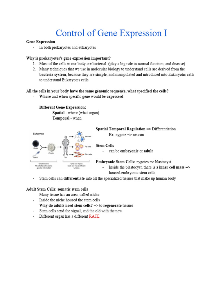 Cycle 8 | PDF | Operon | Repressor