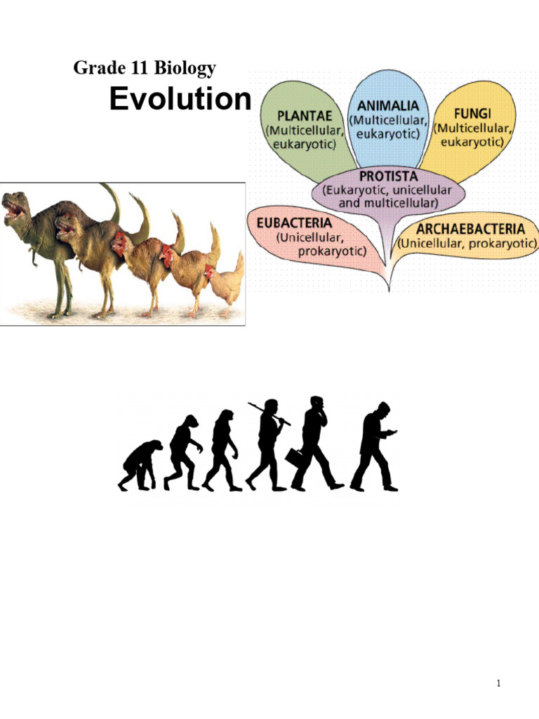 Evolution Handout | PDF | Natural Selection | Nature