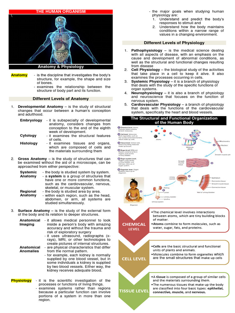 ANAPHY 1 - The Human Organism 2 | Download Free PDF | Anatomical Terms ...