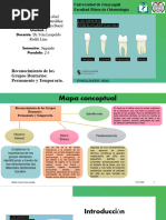 Cíngulo Dental: Revisión y Funciones | PDF | Boca | Odontología