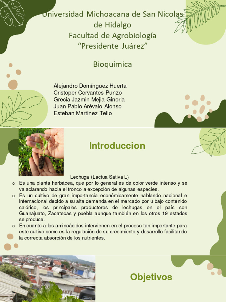 Bioquimica Lechuga | PDF | Lechuga | Botánica