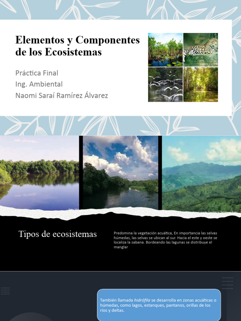 Ecosistemas | PDF | Selva | Botánica