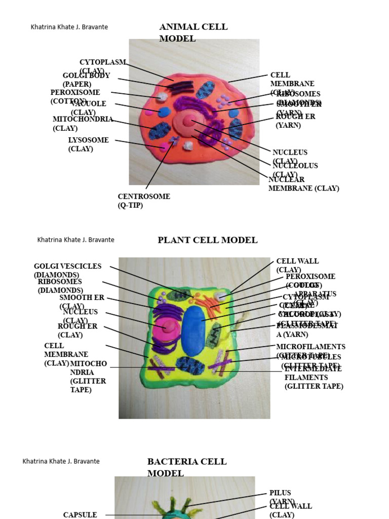 3 Cell Models | PDF | Cell (Biology) | Cytoplasm