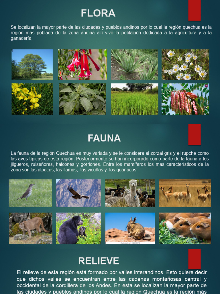 Flora y fauna de la región quechua | PDF | Viajes y turismo