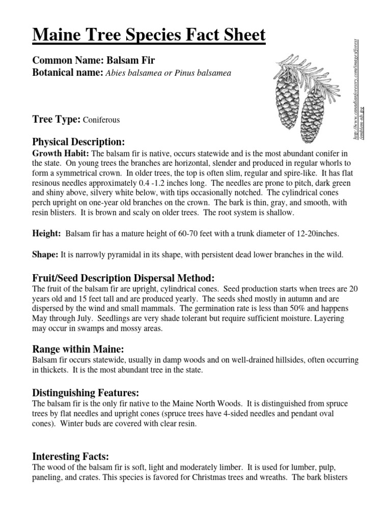 Balsam Fir: Identification and Facts | PDF | Trees | Fir