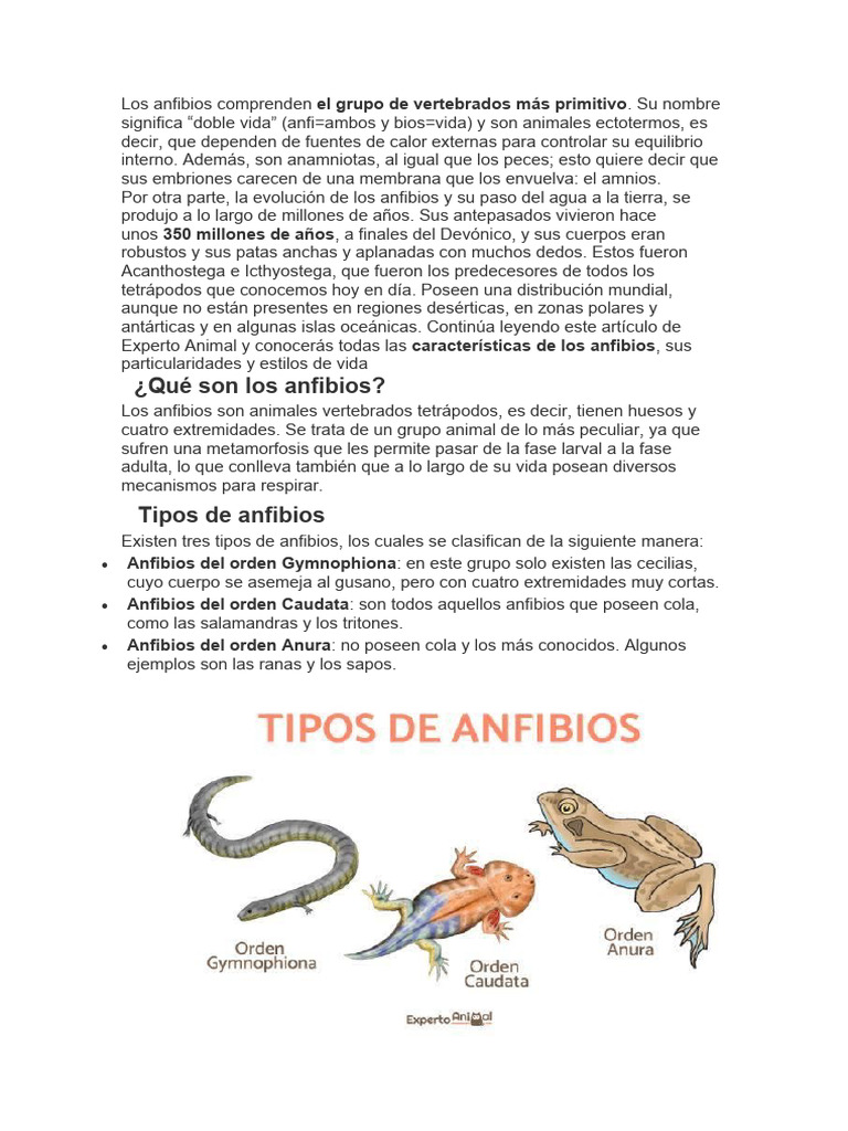 Los Anfibios | PDF | Anfibio | Branquia