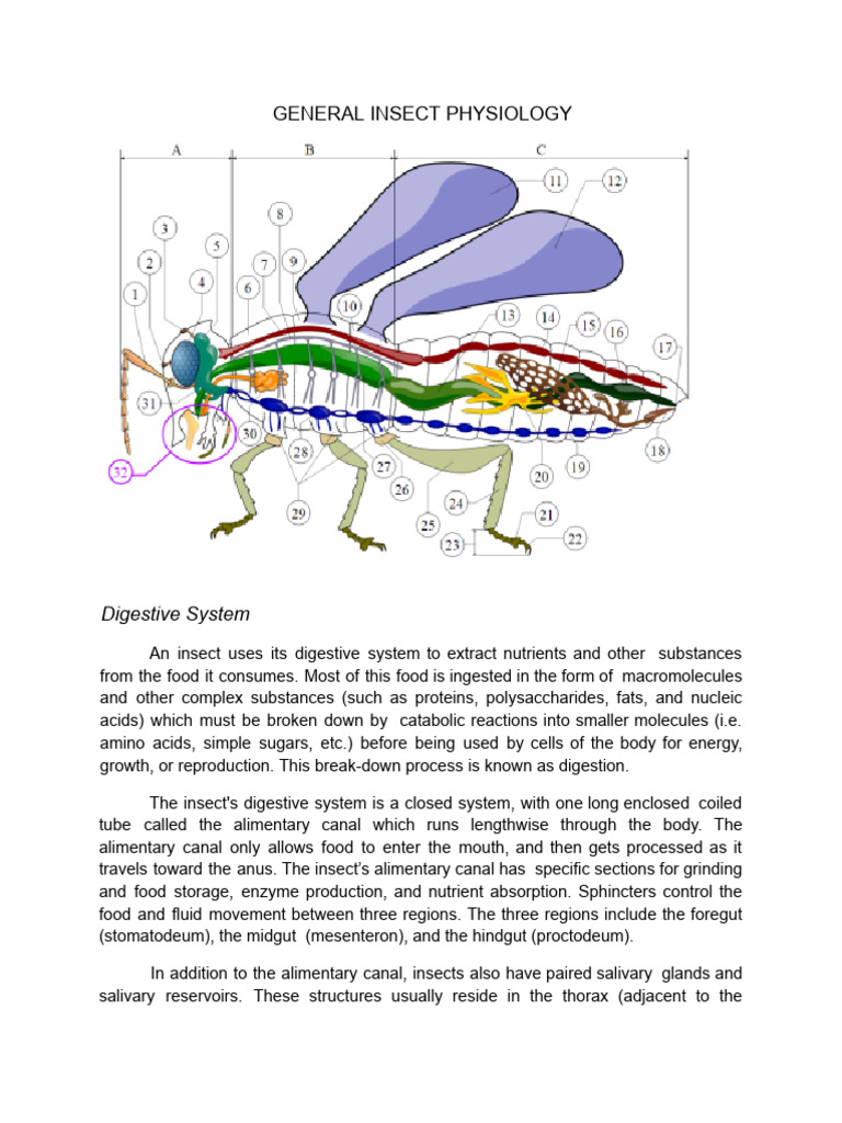 Insect Physiology: Digestive & Muscular Systems | PDF | Nervous System ...