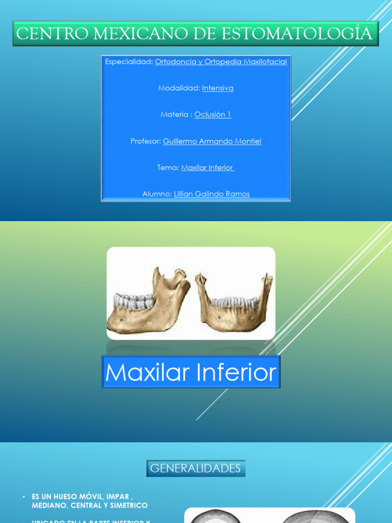 Anatomía del Maxilar Inferior | PDF | Anatomía | Sistema esquelético