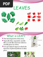 Leaf Dichotomous Key | PDF | Leaf | Branches Of Botany