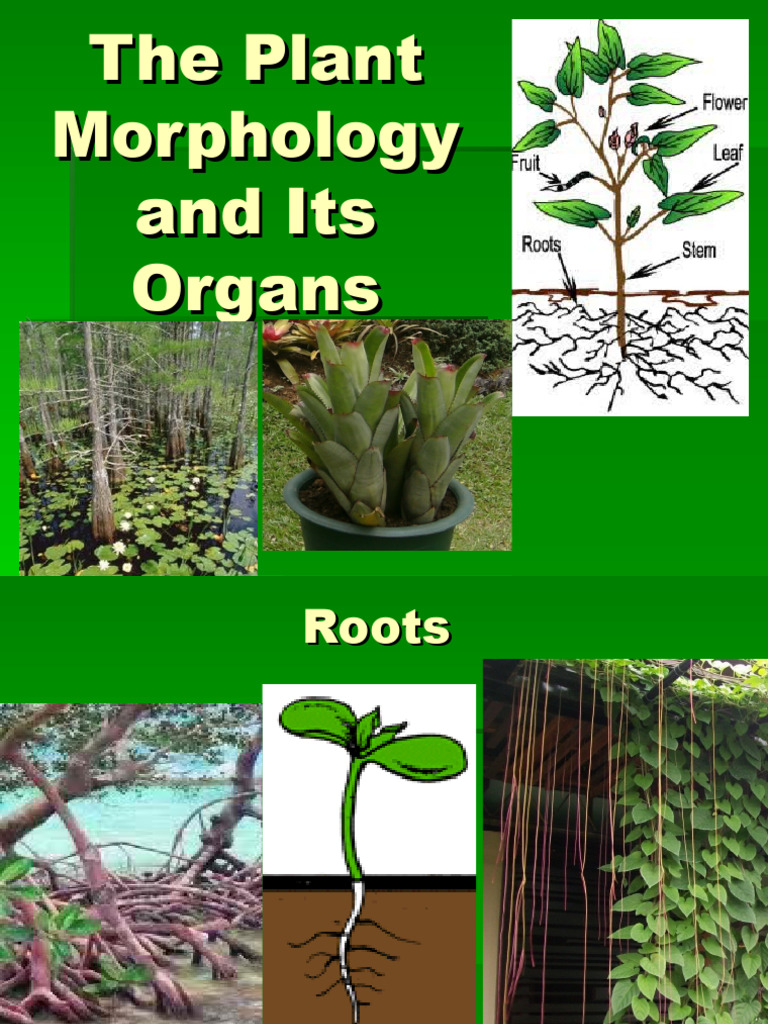 Botany Roots | PDF | Tissue (Biology) | Root