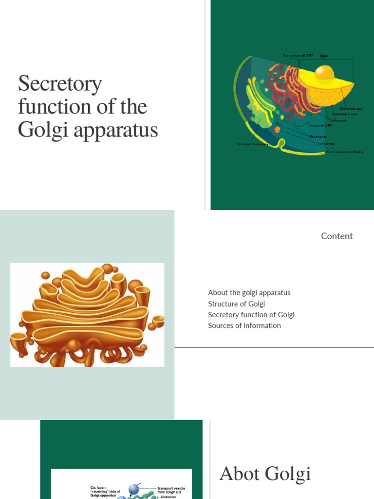 Secretory Function of The Golgi Apparatus | PDF | Biochemistry | Chemistry
