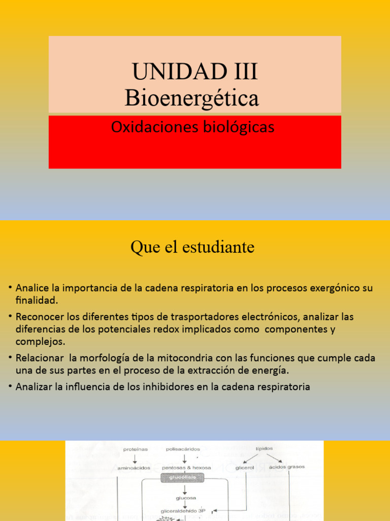 Unidad Iii Bioenergetica Pdf Cadena De Transporte De Electrones