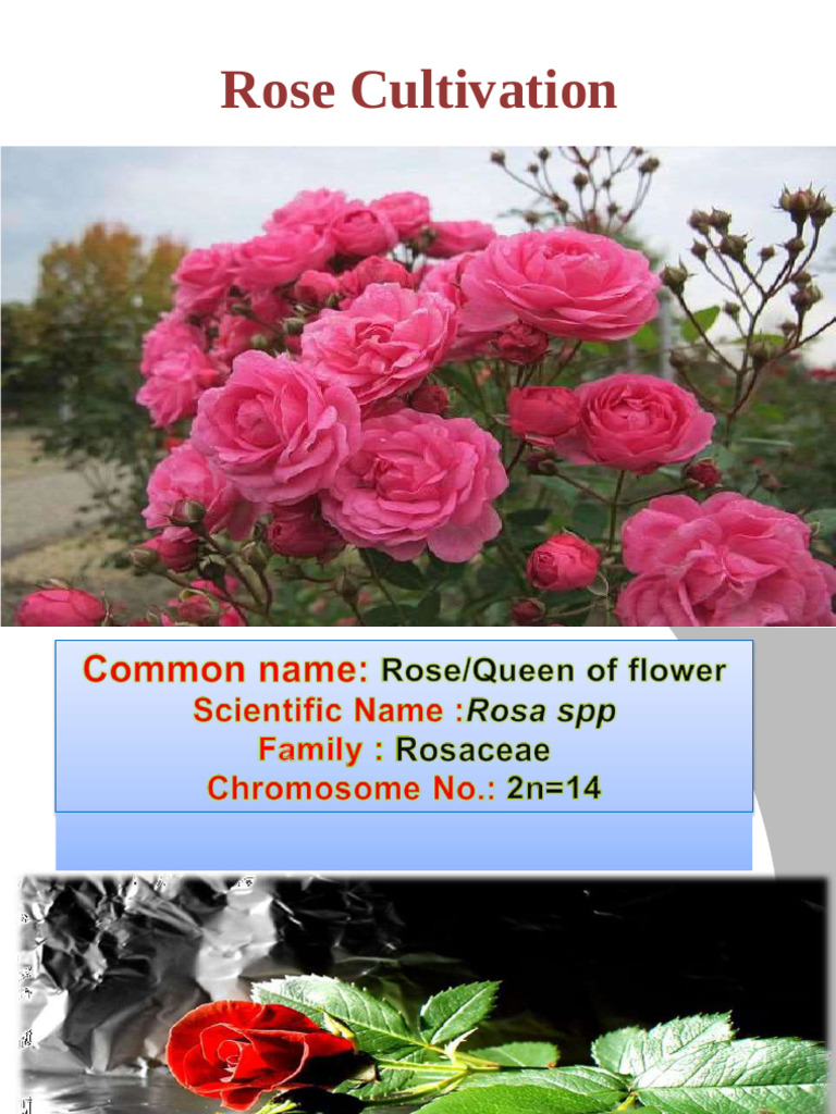 Rose Cultivation | PDF | Rose | Pruning