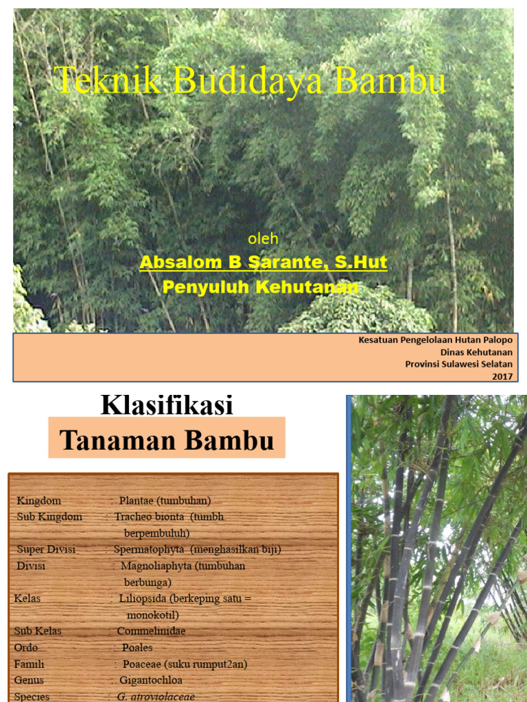 Budidaya BamBu Presentation | PDF