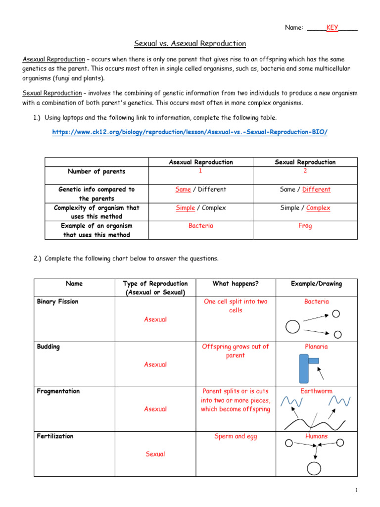 Worksheet - Sexual and Asexual Reproduction - Answers | PDF | Sexual Reproduction | Fertilisation