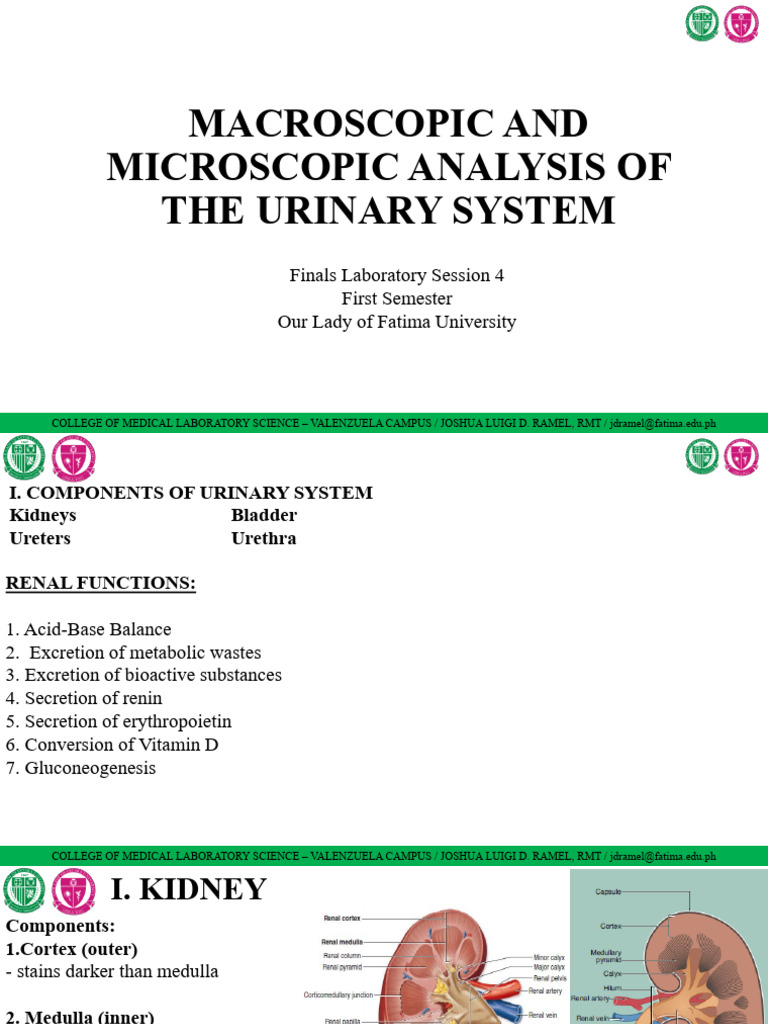 Finals - Macroscopic and Micropscopic Analyisis of The Urinary System (Finals Lab Session 4 ...