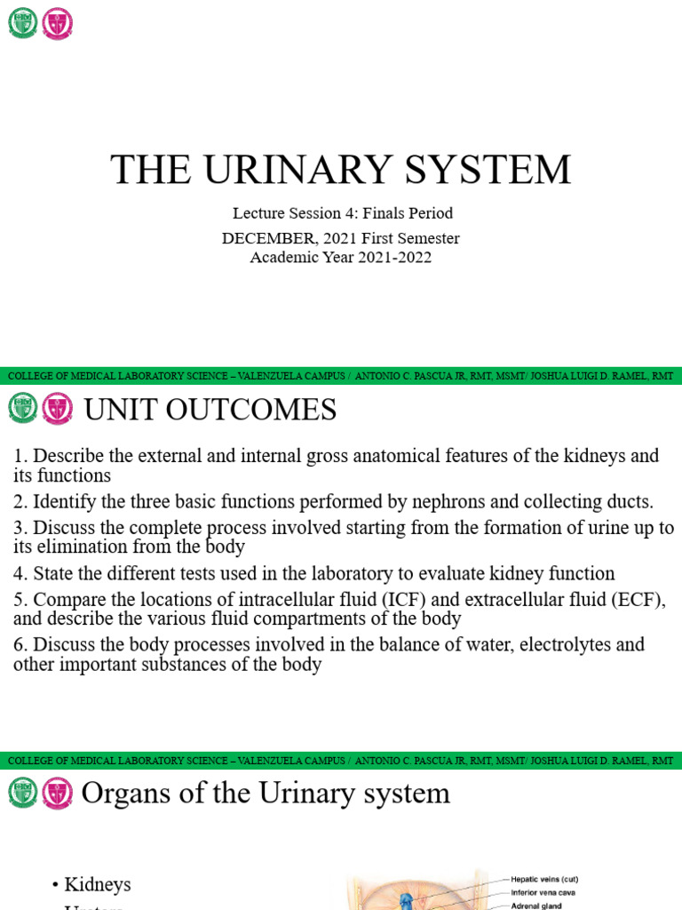 Finals 4 Urinary System Lecture Session 4 Pdf Kidney Animal