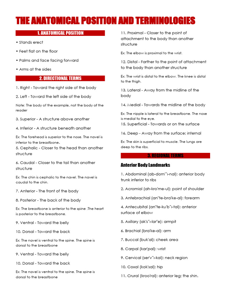 Anaphy Lesson 1 | PDF | Anatomical Terms Of Location | Musculoskeletal ...