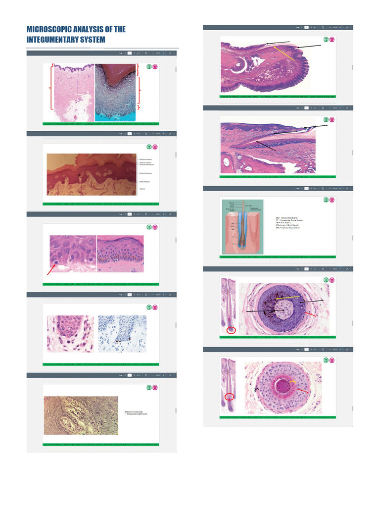 Microscopic Analysis of The Integumentary System | PDF | Integumentary ...