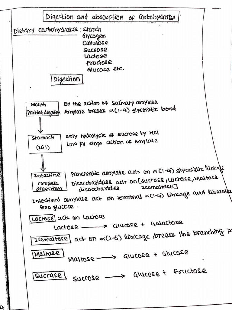 Carb Metabolism | PDF