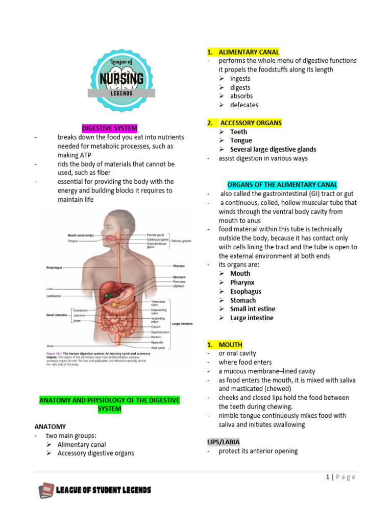 Digestive System Overview and Functions | PDF | Stomach | Digestion
