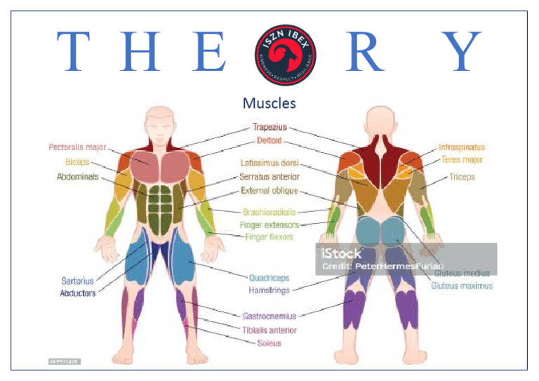 Muscles Poster | PDF