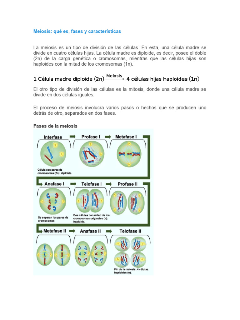 Meiosis | PDF | Mitosis | Cromosoma