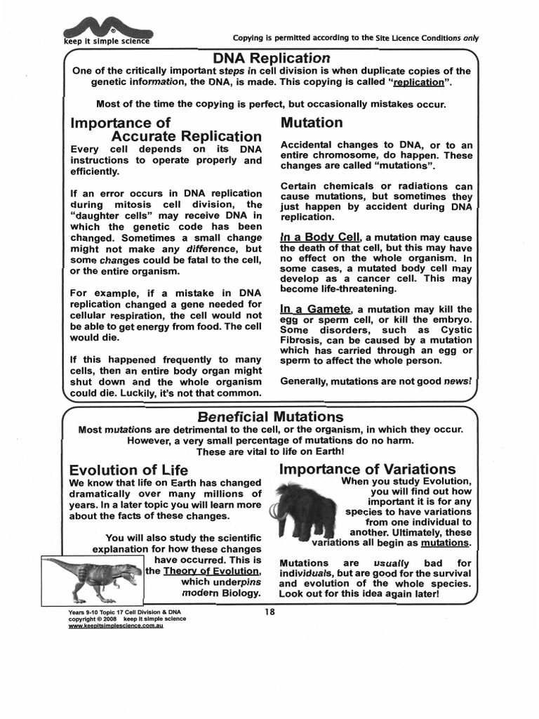 DNA Replication and Mutation WS | PDF | Mutation | Genetics