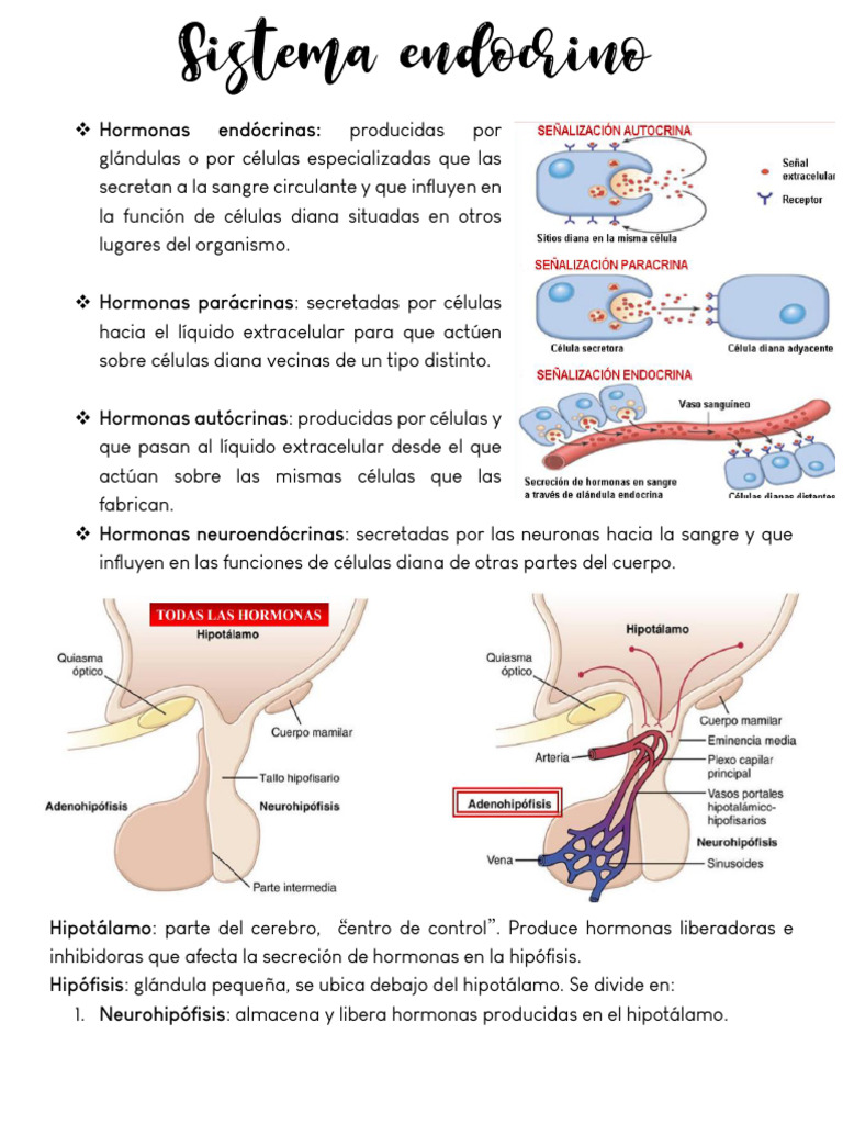 Sistema Endocrino | PDF | Hormona estimulante de la tiroides | Hormona