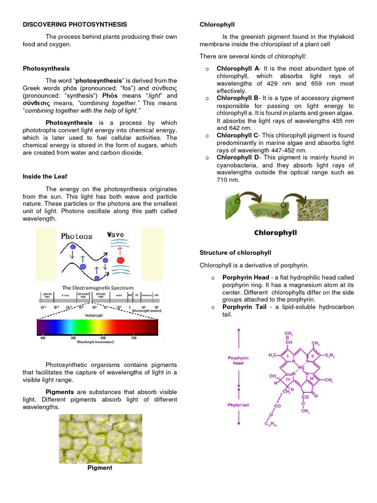 Discovering Photosynthesis | PDF | Photosynthesis | Chlorophyll