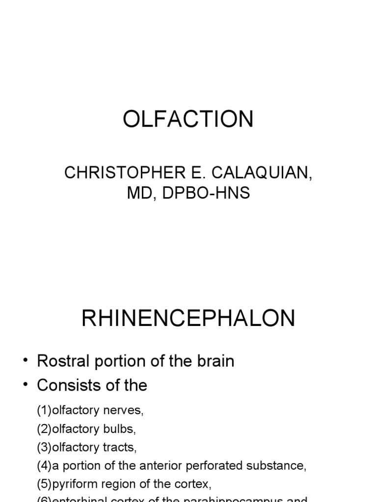 Lecture - Olfaction Pathway | PDF | Olfaction | Cerebral Cortex
